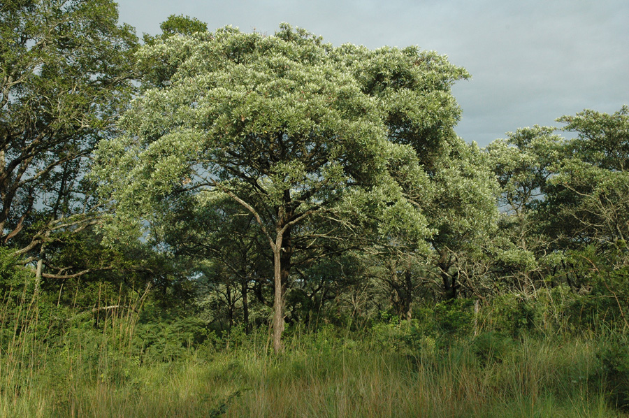 Terminalia sericea (Silver cluster-leaf) | Clive Prior